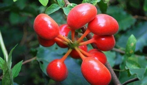 Germinazione dei semi: 20 pz Uvaria rufa Carabao tettarelle Semi Molto rari Frutta le impianto: V011
