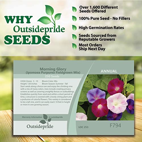 Outsidepride Ipomoea Purpurea Morning Glory Fieldgrown Climbing, Vining, Trailing Plants for Arbors, Trellises - 250 Seeds