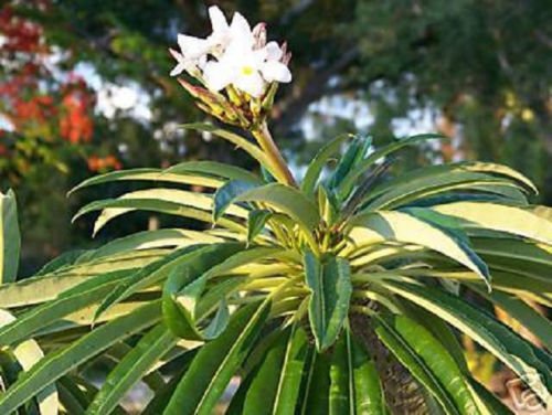 Pachypodium lamerei rare madagascar palm plant cactus cacti caudex bonsai 6" pot