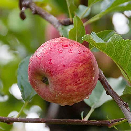 QAUZUY GARDEN 10 Dwarf Apple Seeds (Malus domestica) - Miniature Gala Apple Tree - Organic Apple Fruit Tree Seeds - Fruits Survival Gear Food Seeds
