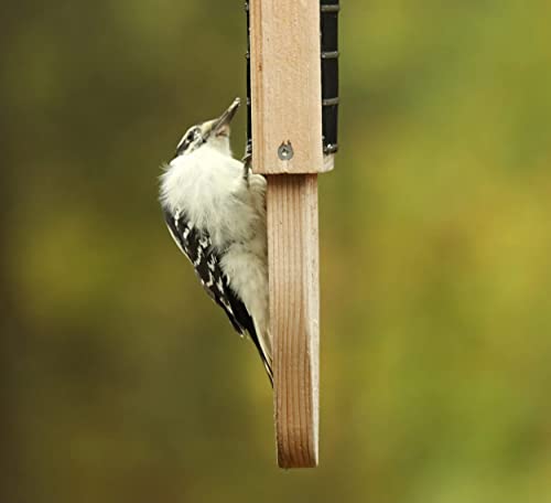 Kettle Moraine Cedar Double Suet Cake Tail Prop Suet Bird Feeder with Hanging Cable