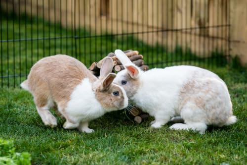 New Country Organics | Rabbit Pellets | Corn-Free and Soy-Free | 15% Protein | Certified Organic and Non-GMO | 40 lbs