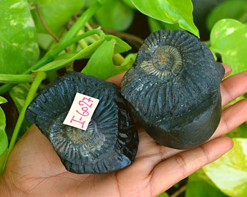 Shiva Lingam Shop 2.75"X2"inch Shaligram, Religious Gifts, Sudarshan Saligram Stone,Natural Shaligram Fossilized Shell, Iconic Symbol of The God Vishnu -I-6027