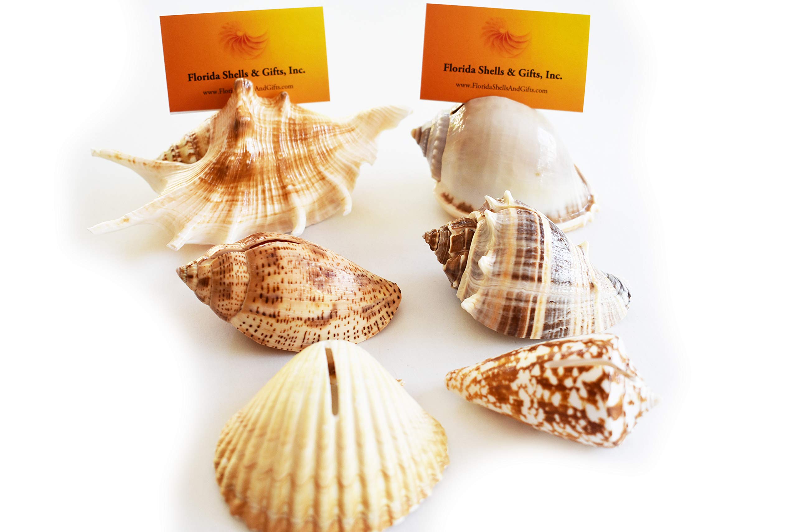 Set of 50 Genuine Seashell Place Card Holders Beach Wedding Favor Nautical Party Decor Sea Shell Table Sets