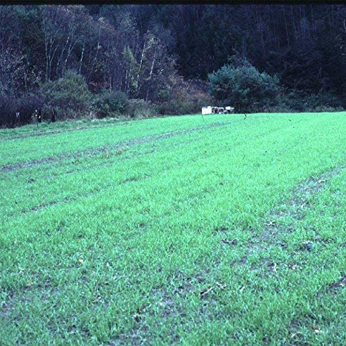 No-Till Winter Rye Seeds - 5 Lbs - Non-GMO Rye Grain Cover Crop Seeds by Mountain Valley Seed Company