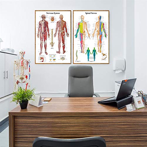 Skin Science Anatomy Posters for Walls Medical Nursing Students Educational Anatomical Human Organs Skeletal Muscles Poster Chart Medicine Disease Map for Doctor Enthusiasts Kid's Enlightenment Education W