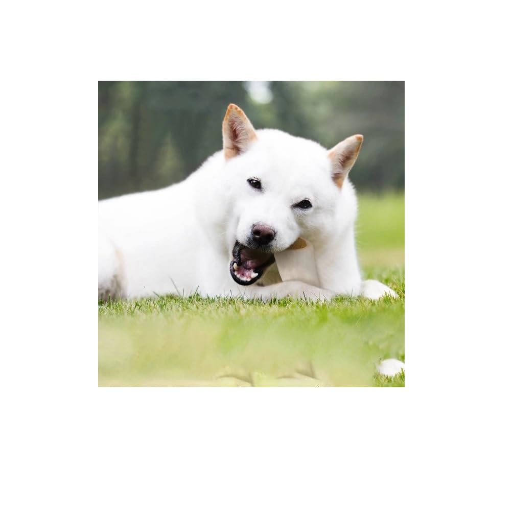 MPP Stuffed Cheese 6 Inch Shin Dog Bones Refillable Dental Chew Delicious and Nutritious (3 Bones)