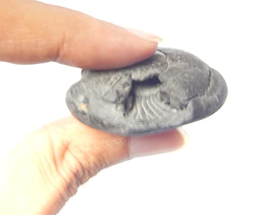phoenix888 Sacred Adwaitya Achharya Shaligram Nepal Kali Gandaki