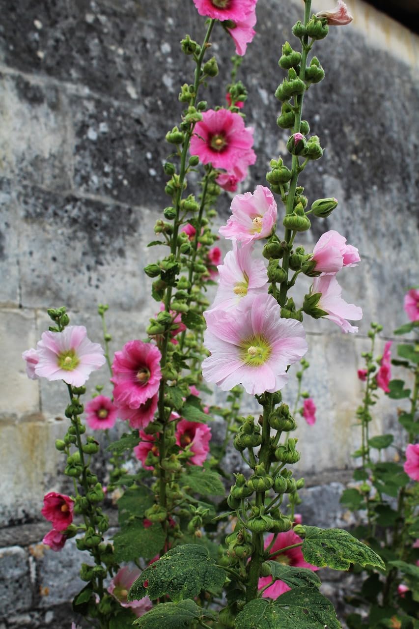 Hollyhock Seeds, Pack of 1000+ Carnival Mix Double Hollyhocks Flower Seeds, Flower Seeds for Planting