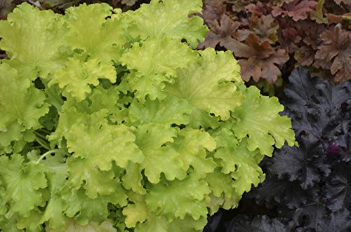 Proven Winners HEUPWP2127800 Dolce Apple Twist Coral Bells Live Plant, 4.5 in. Quart, Bright Green Foliage