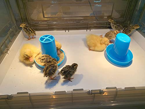 HKDQ Chick Brooder,Brooder Box for Chicks,Brooder Heater Warms up to 20 Chicks,with Pet Pee Pad(55L)
