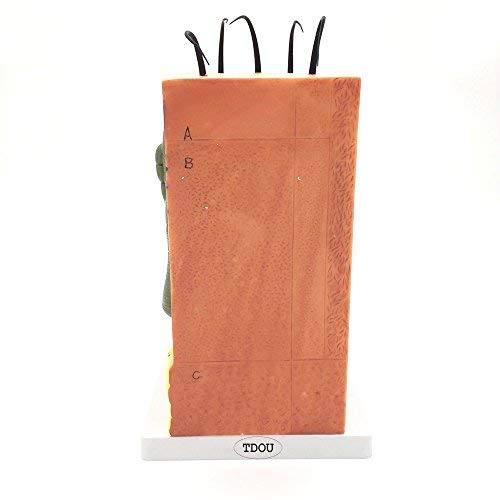 Tdou 50 Times Human Big Anatomical Skin Magnified Tissue Structure Model with Hair 35X/50X/70X Enlarged for Biology Minimally Invasive Cosmetic Surgery Teaching Models