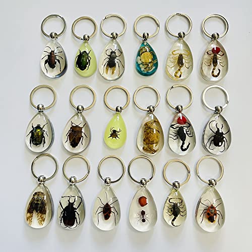 QTMY 6 Pack Insect in Resin Specimen Collection Paperweights Keychain,Christmas for Men Women Biology Science Teacher Education,Mystery Box (3)