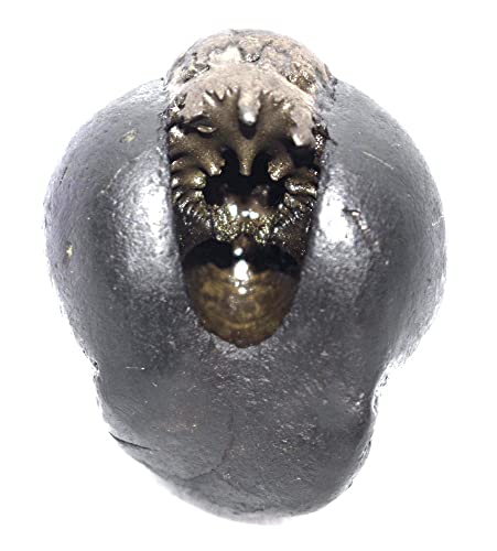Rudrakshguru Wooden Bhuvaneshwari Shaligram (Black, 2.50 x 2-inch)