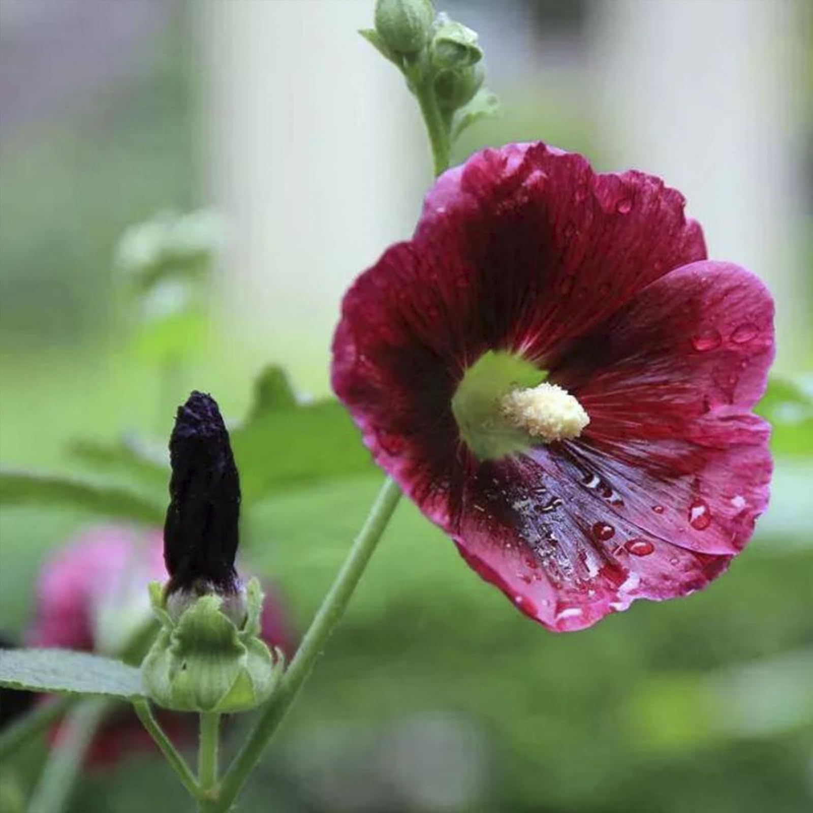 Hollyhock Seeds, Pack of 1000+ Carnival Mix Double Hollyhocks Flower Seeds, Flower Seeds for Planting