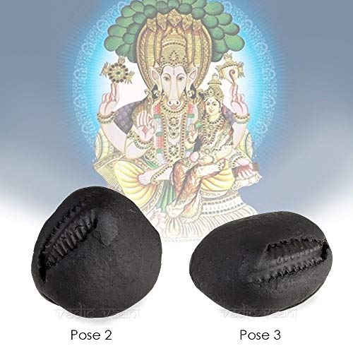Vedic Vaani Divine Very Rare Hayagriva Vishnu Religious Natural Shaligram Shila/Stone Origin from Nepal Gandaki River, for Bring Wisdom, Prosperity and Success, India