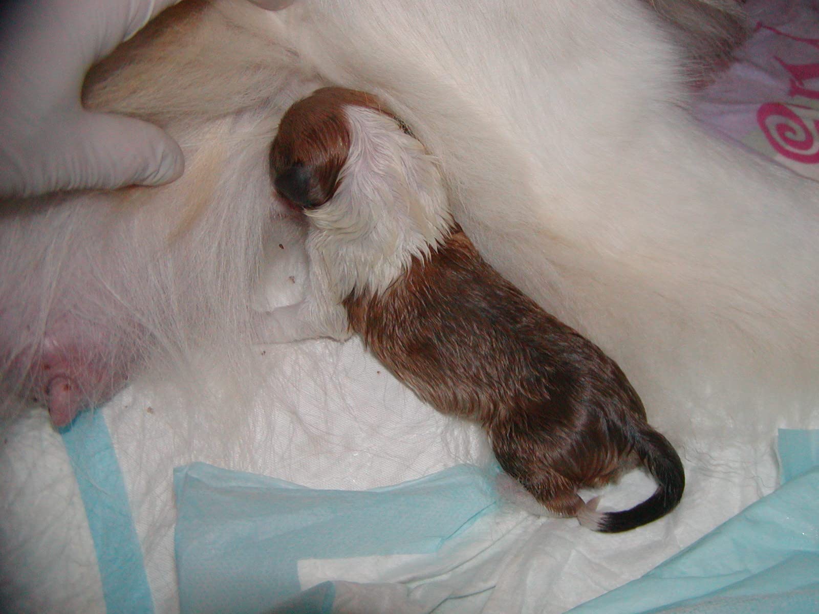 Puppy Express Whelping Kit for up to 12 for Puppies Dogs