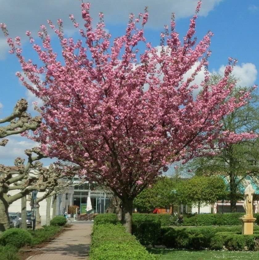 Japanese Flowering Cherry Blossom Bonsai Seeds, Sakura Bonsai Seeds - Fresh Exotic Rare Bonsai Seeds - (10 Seeds)