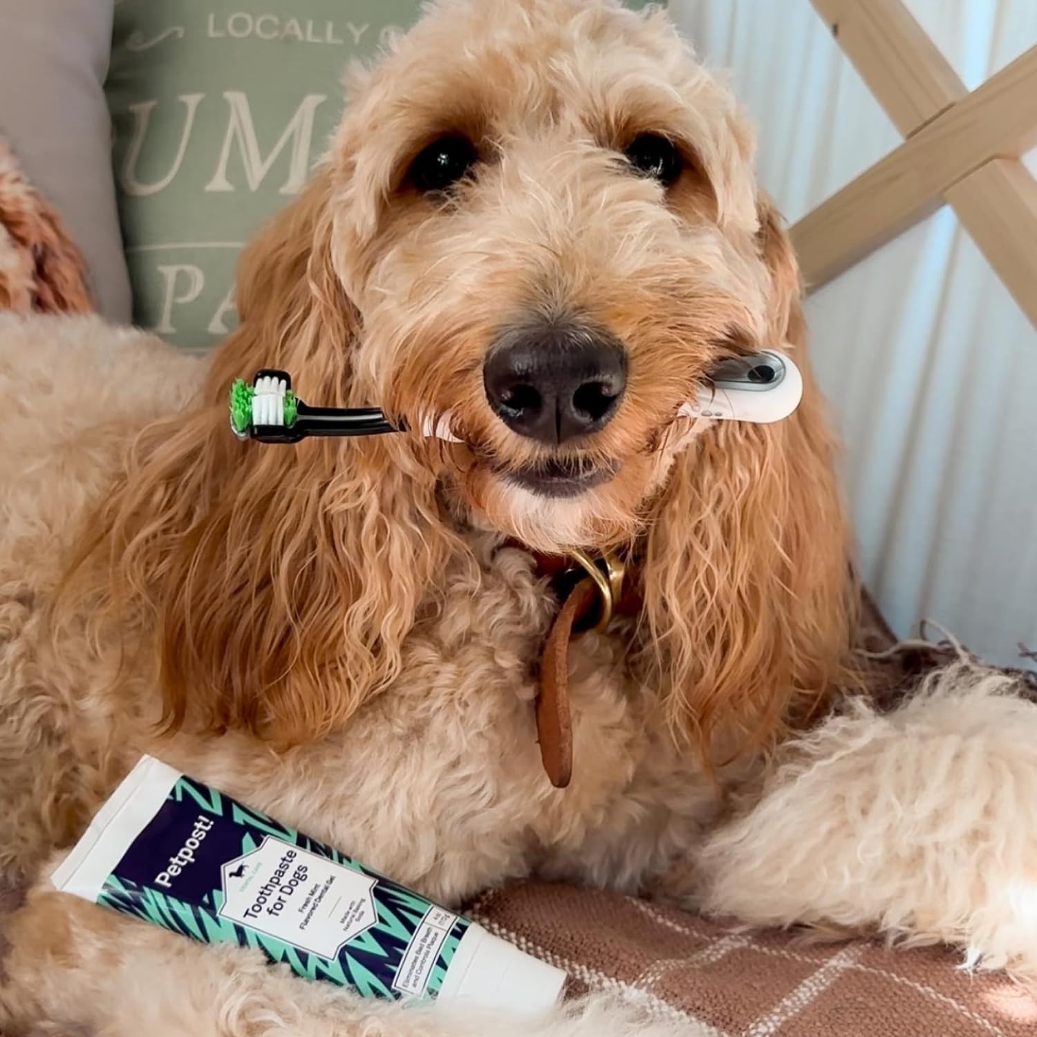 Petpost | Toothpaste for Dogs - Coconut Oil and Baking Soda Based Dental Gel That Naturally Eliminates Bad Breath - Dirt, Gunk, and Tooth Buildup Gone - Mint Flavor 4 oz.