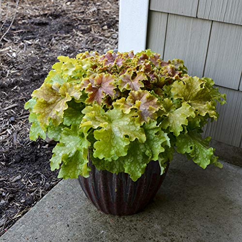 Proven Winners HEUPWP2127800 Dolce Apple Twist Coral Bells Live Plant, 4.5 in. Quart, Bright Green Foliage