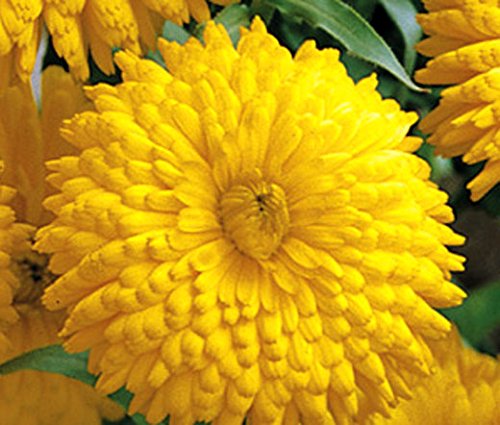 Fresh 50 semi - Semi Calendula Golden Emperor Flower
