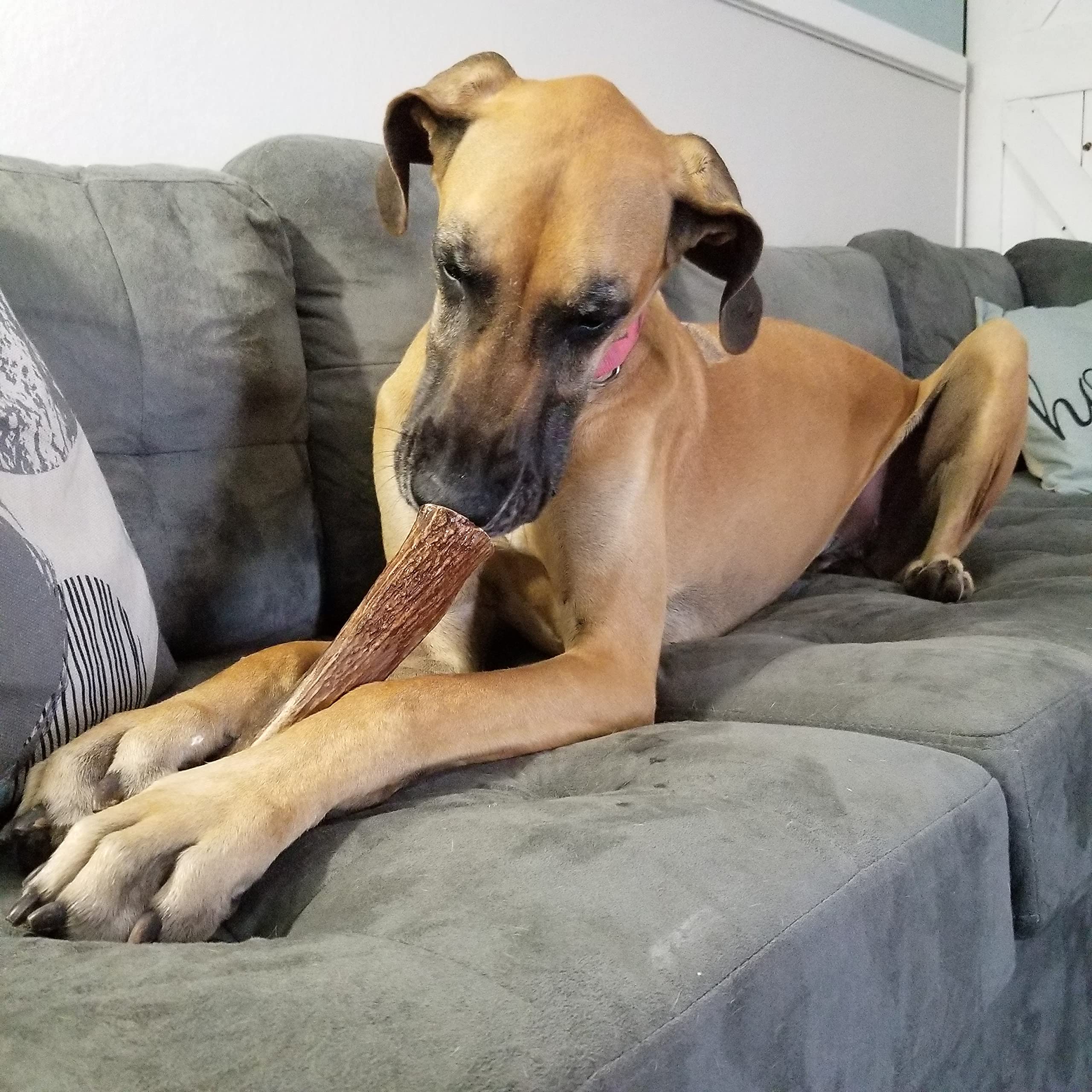 Elkhorn Premium Chews - Giant Whole Single Pack (for 75+ lb Dogs) Premium Grade Elk Antler for Dogs (1 Piece) Sourced in The USA