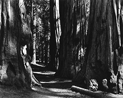 Senate Group, Giant Forest (#1)