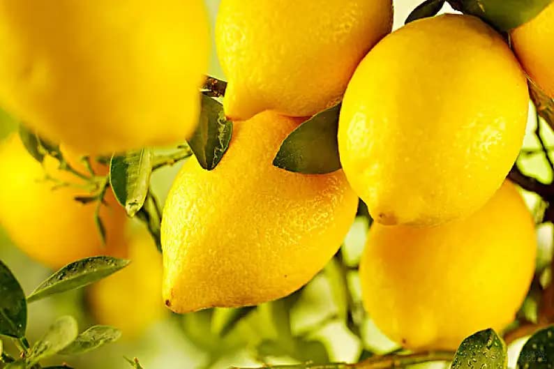 Lemon Seeds for Planting - 50 Seeds, Non-GMO Heirloom and Organic High Survival Rate Lemon Tree Seeds Planting for Home Garden