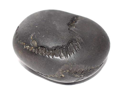 Rudrakshguru Laxmi Narasimha Shaligram
