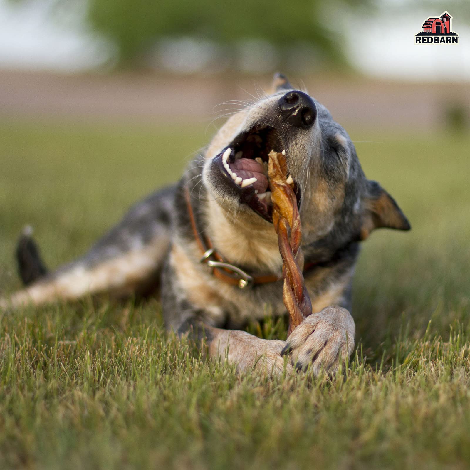 Redbarn Odor Free 7" Braided Bully Sticks for Dogs (1-Count)