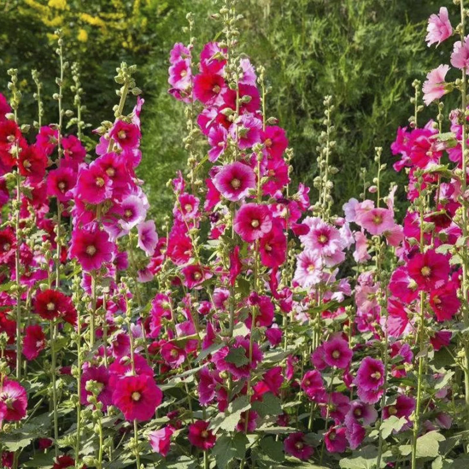 Hollyhock Seeds, Pack of 1000+ Carnival Mix Double Hollyhocks Flower Seeds, Flower Seeds for Planting