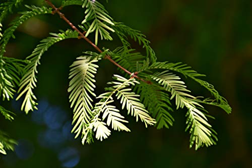 Jurassic Dawn Redwood | Tree Seed Grow Kit | The Jonsteen Company