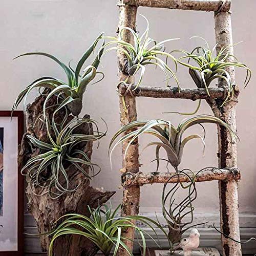 Facibom 4Pack Artificial Pineapple Grass Air Plants Fake Flowers Faux Flocking Tillandsia Bromeliads Home Garden Decor