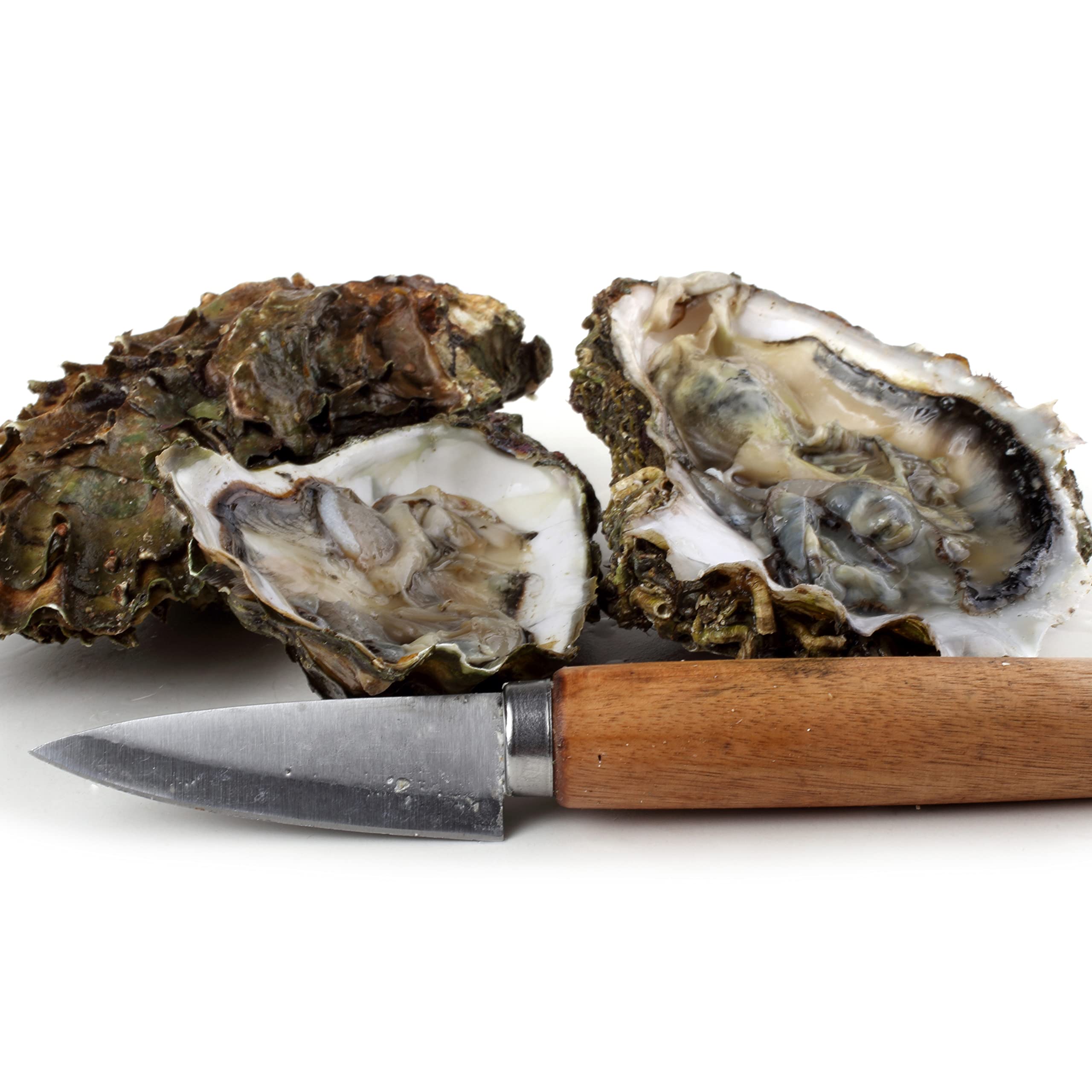SEJONG COOK Oyster Shucking Knife, Commercial Grade Clam and Shellfish tool With Ergonomic Grip And Wood Handle, Good For Home Restaurant Kitchen And Outdoor (2.5T Stainless Steel)
