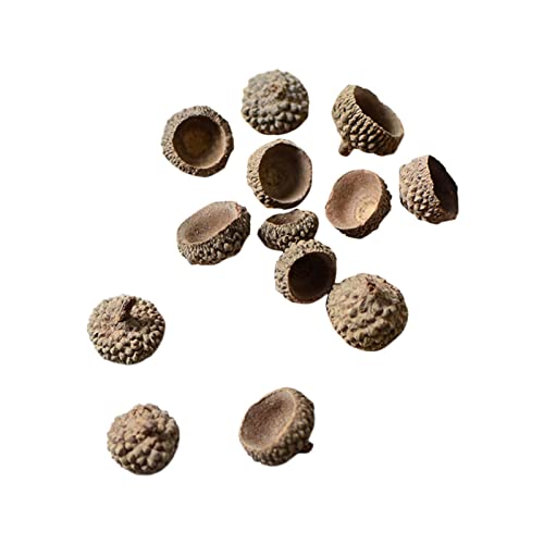 SM SunniMix 100x Natural Acorns Real Rustic Acorns Caps Decorative Vase Fillers Home DIY Thanksgiving Christmas Kitchen Autumn Table Scatter Photo Props Decors - Natural Acorn Caps