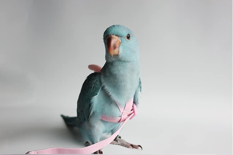 Pet Parrot Bird Harness Leash Adjustable Bird Flying Harness Traction Rope with Cute for Parrots Budgerigar Lovebird Cockatiel Mynah Outdoor Training Toy (Quaker/Sun Conure,Pink)