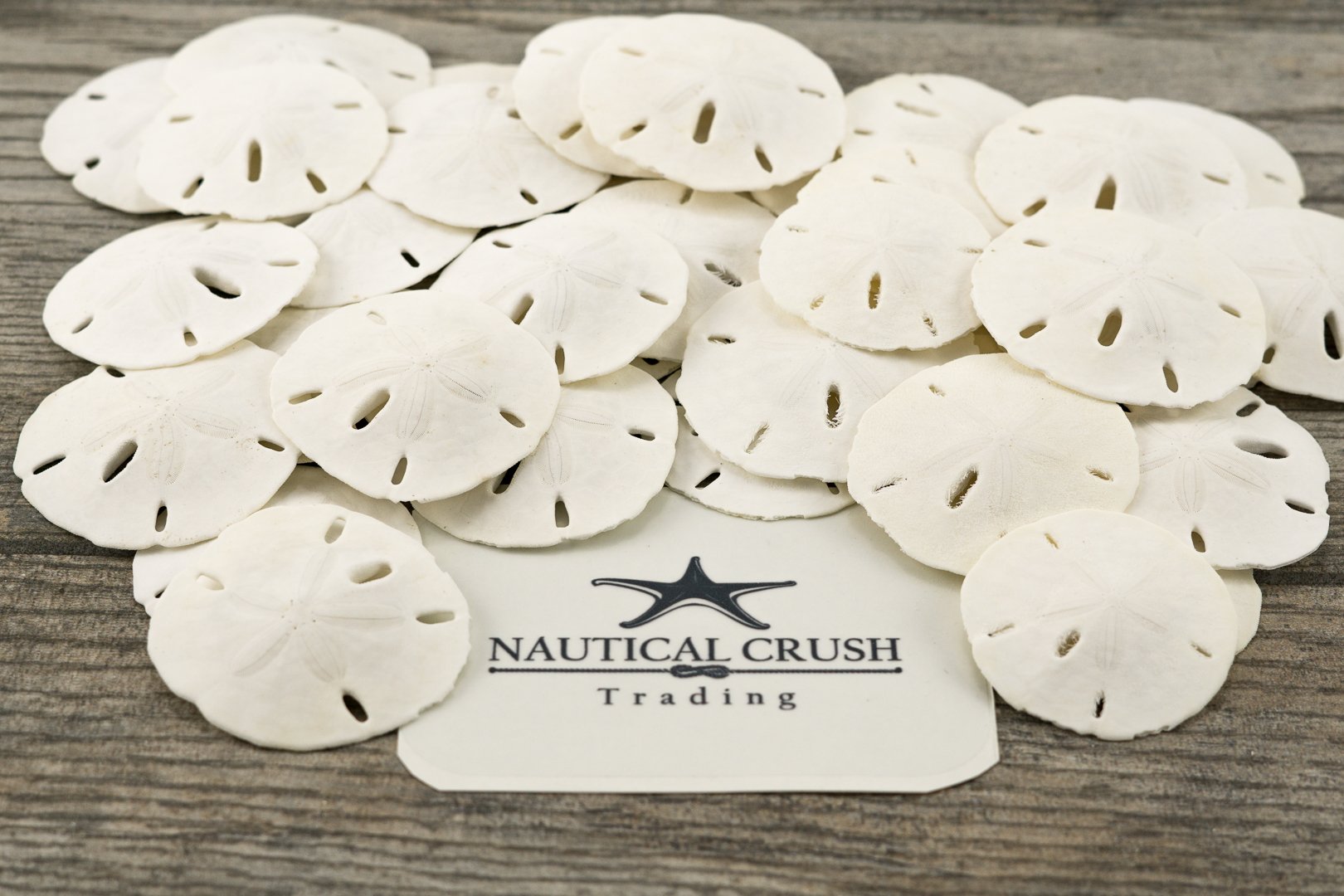 Sand Dollar | Real Sand Dollars 1 1/2" to 2" (Set of 30) | Seashell Wedding | Sand Dollars for Crafts | Plus Free Nautical eBook by Joseph Rains