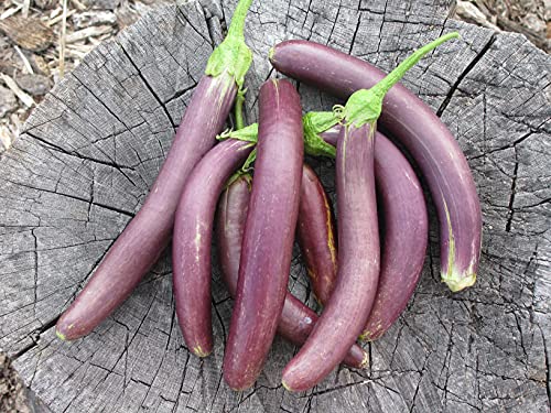 Gaea's Blessing Seeds - Eggplant Seeds - Long Purple Heirloom Non-GMO Seeds with Easy to Follow Planting Instructions - 91% Germination Rate Net Wt. 1.0g