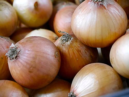 Gaea's Blessing Seeds - Onion Seeds - Non-GMO Heirloom Seeds with Easy to Follow Instructions (Walla Walla Sweet Onion) 93% Germination Rate