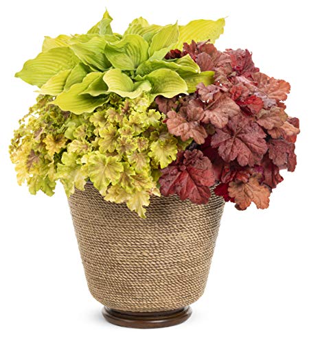 Proven Winners HEUPWP2127800 Dolce Apple Twist Coral Bells Live Plant, 4.5 in. Quart, Bright Green Foliage
