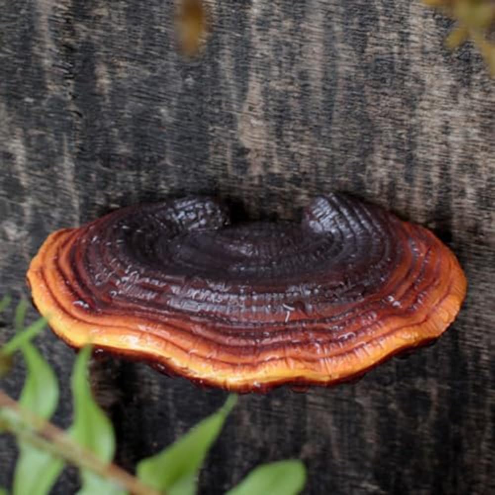 Lizusidtsy 5 PCS Mushroom Shelf Wall Decor Small Wall Shelf Corner Wall Decor As Shown for Bedroom Mushroom Decor Floating Shelves
