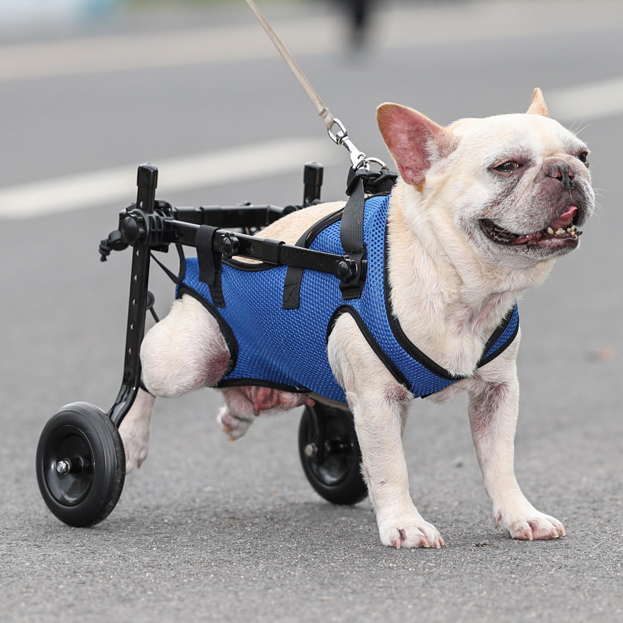 Small Dog Wheelchair for Back Legs, Adjustable Dog Wheelchairs - Mobility Aids for Disabled Pets, Dog Leg Brace and Hip Support