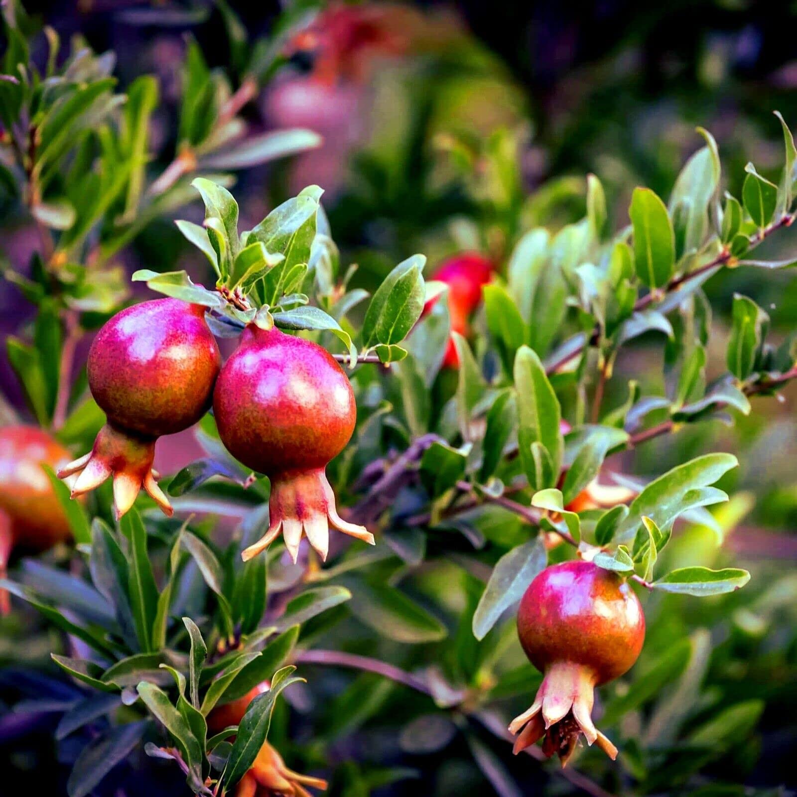 Dwarf Pomegranate Tree Seeds Punica Granatum Garden Fruit Seeds 50 Piece