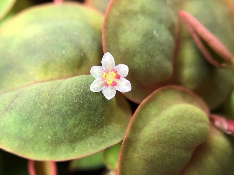 Red Root Floater - Live Aquarium Plants - 4oz Cup | Floating Live Plants for Aquariums or Ponds