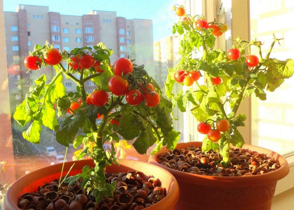 Dwarf Bush Cherry Tomatoes Seeds for Planting About 20 Seeds for Growing Indoors and Outdoors
