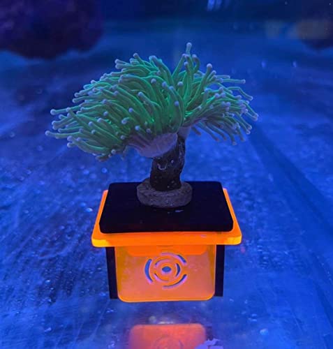 PNW Custom Pink Frag Pop Stand w/Frag Lock | Acrylic 1 Hole Frag Rack Plugs Reef Fragging Coral Holder for Aquarium (Single), Black