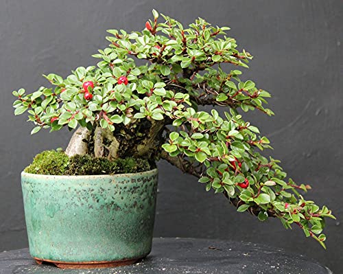 Horizontal Rockspray Cotoneaster Horizontalis Shrub 15 Seeds for Planting Non-GMO