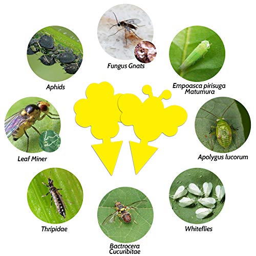 Kensizer 16pcs Yellow Sticky Traps for Gnats, Sticky Fruit Fly Fungus Gnat Trap Bug Traps Killer for White Flies, Aphids, Leaf Miners, Thrips Indoor Outdoor