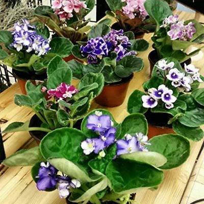 JM BAMBOO Three African Violet Plants- Assorted Colors by JMBAMBOO