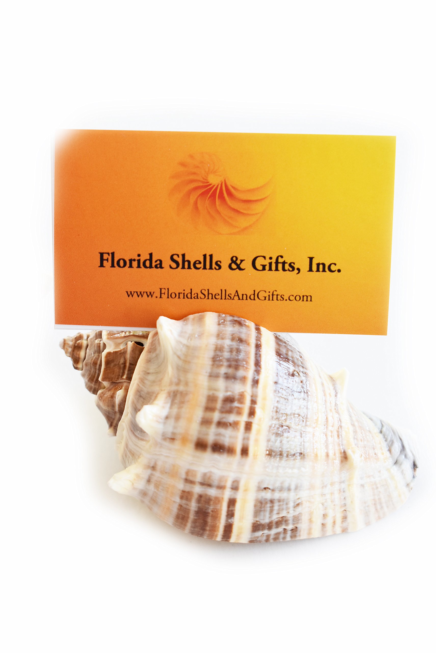 Set of 6 Genuine Seashell Place Card Holders Beach Wedding Favor Nautical Party Decor Sea Shell Table Sets